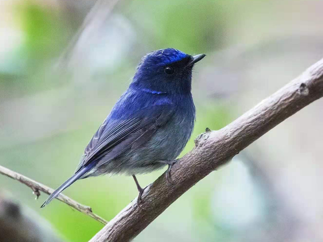 Behind the Scenes: Updating the Checklist of the Birds of Hainan Island ...