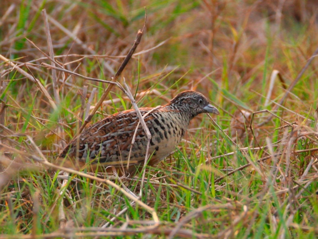 Behind the Scenes: Updating the Checklist of the Birds of Hainan Island ...