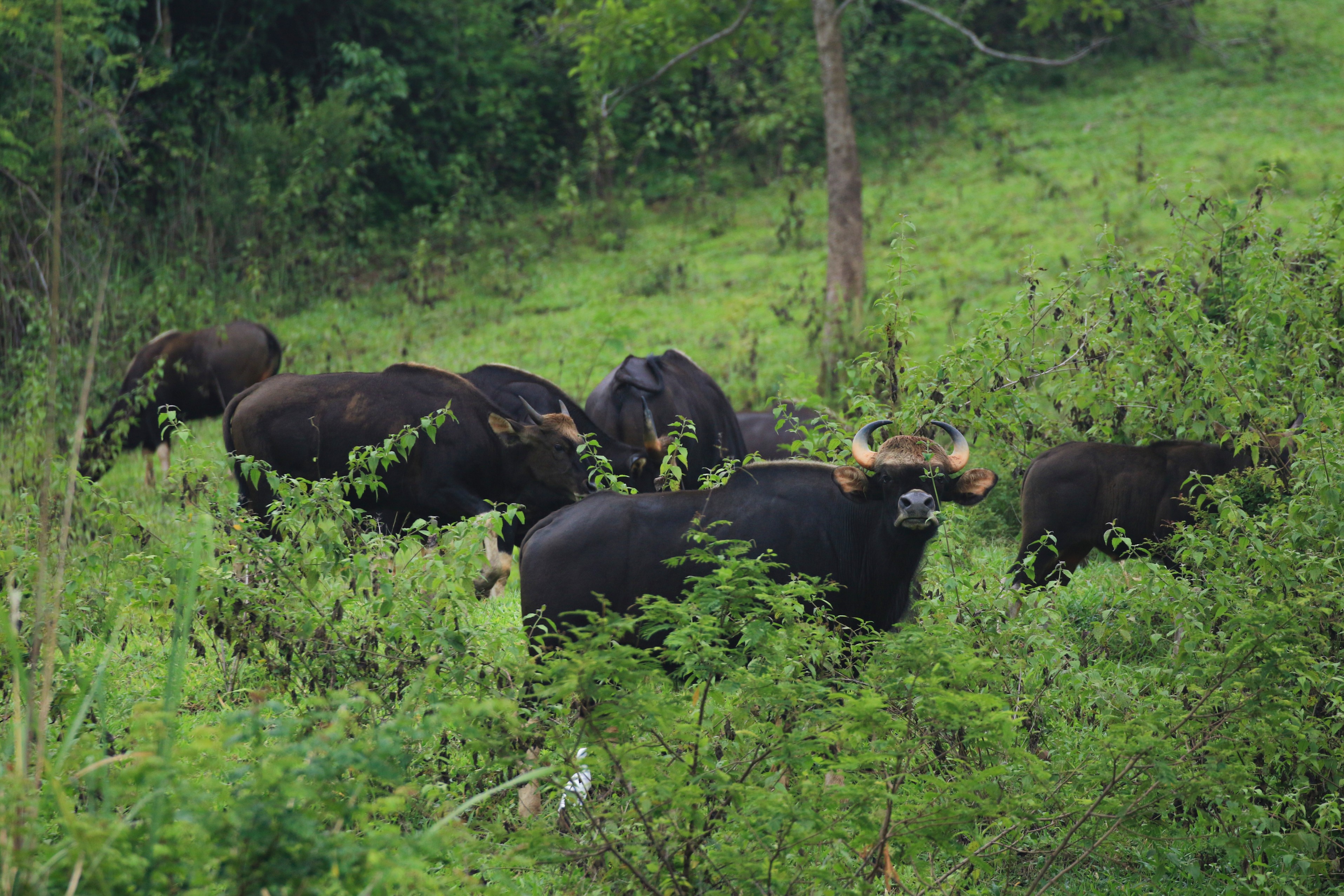 Meet The Gaur – A Giant Wild Cattle and The Animal Kingdom’s Champion ...