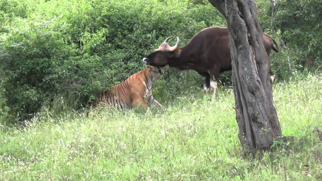 Meet The Gaur – A Giant Wild Cattle and The Animal Kingdom’s Champion ...