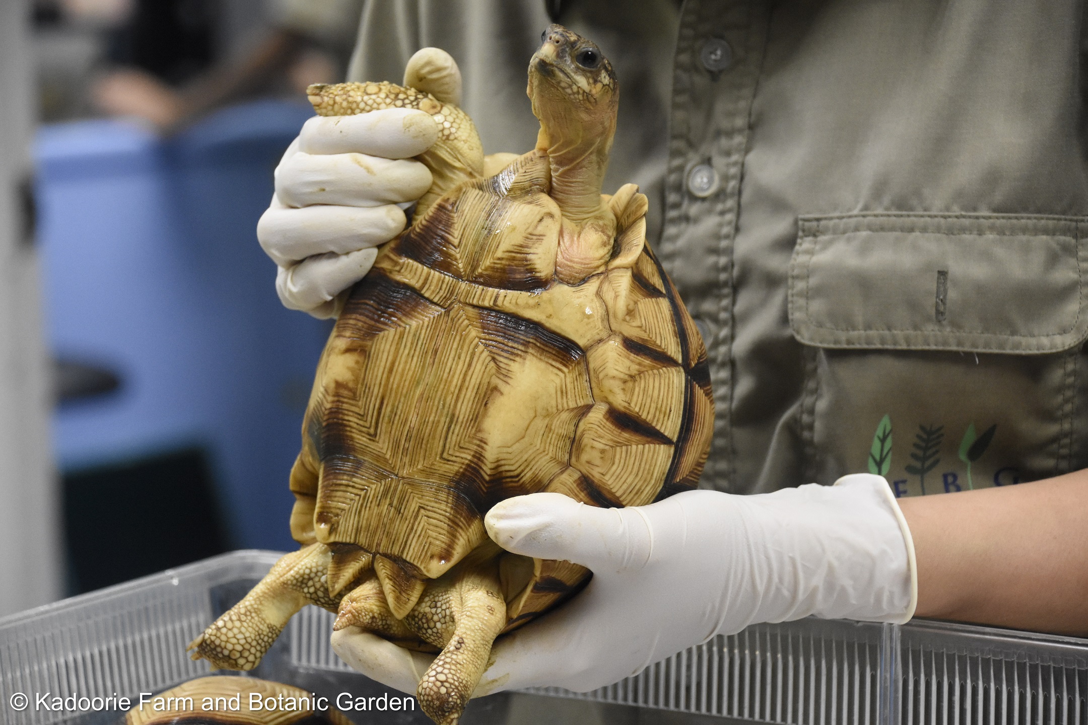 Rescuing one of the rarest animals in the world Ploughshare Tortoise ...