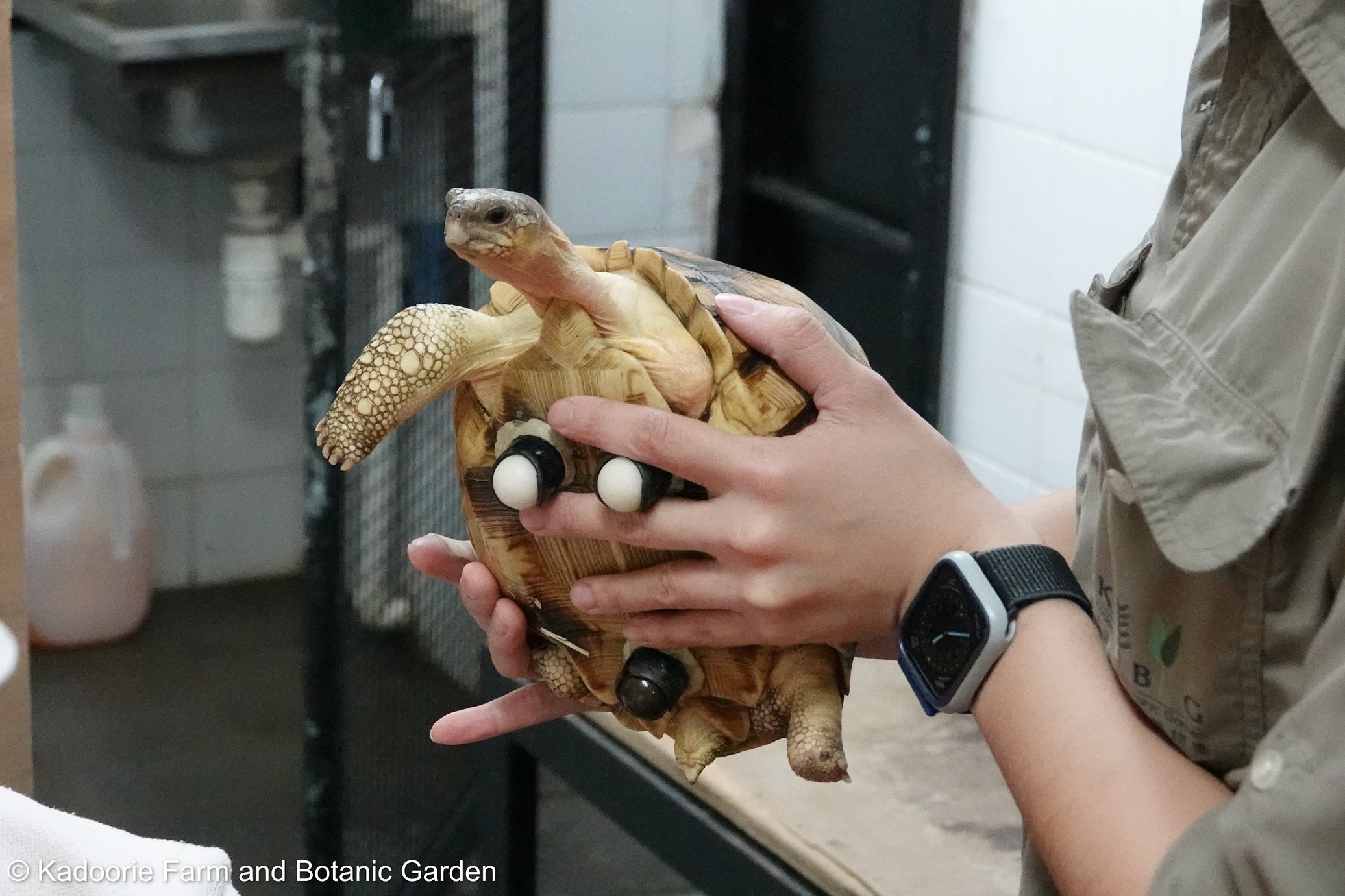 Rescuing one of the rarest animals in the world Ploughshare Tortoise ...