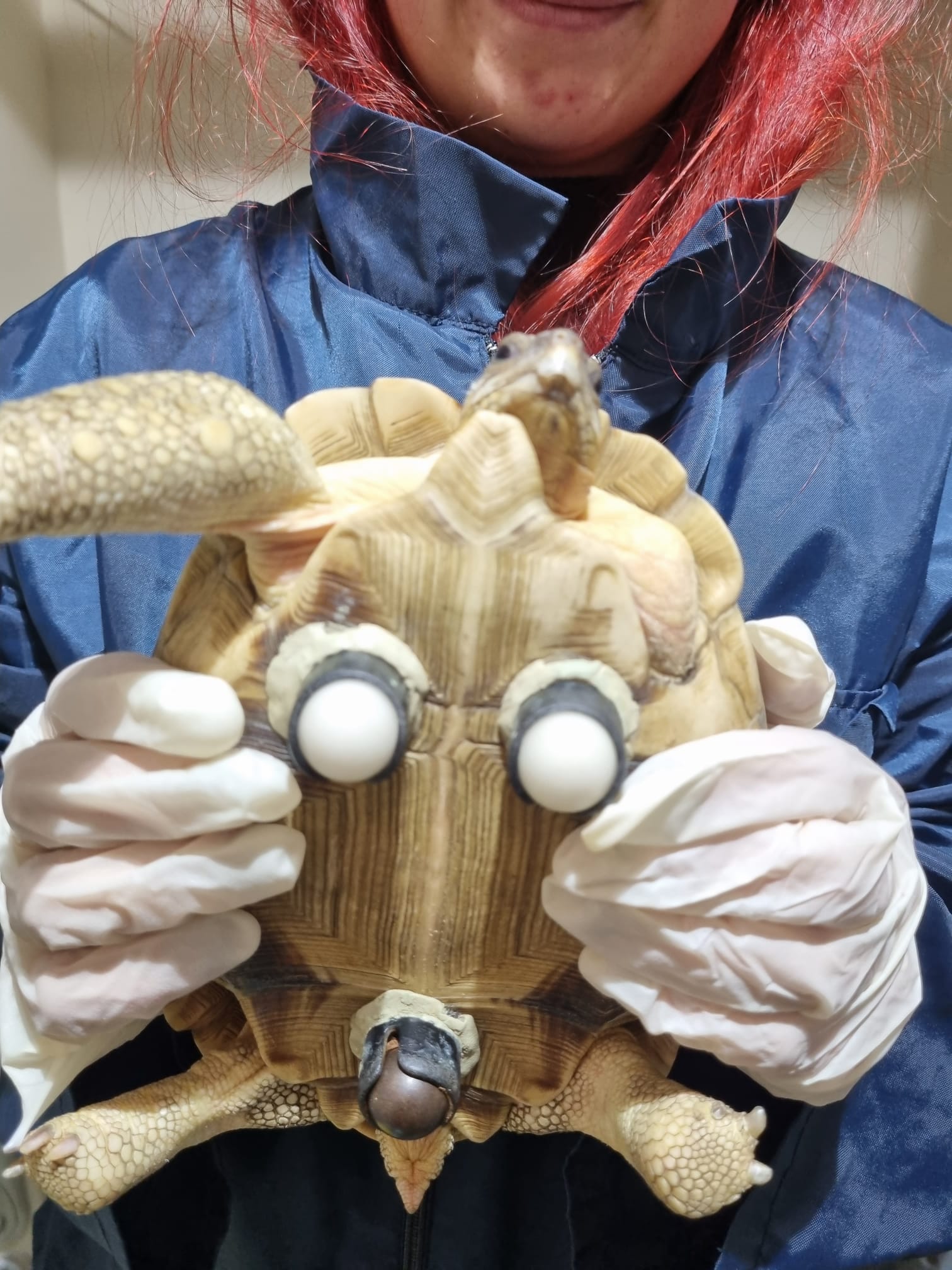 Rescuing one of the rarest animals in the world Ploughshare Tortoise ...