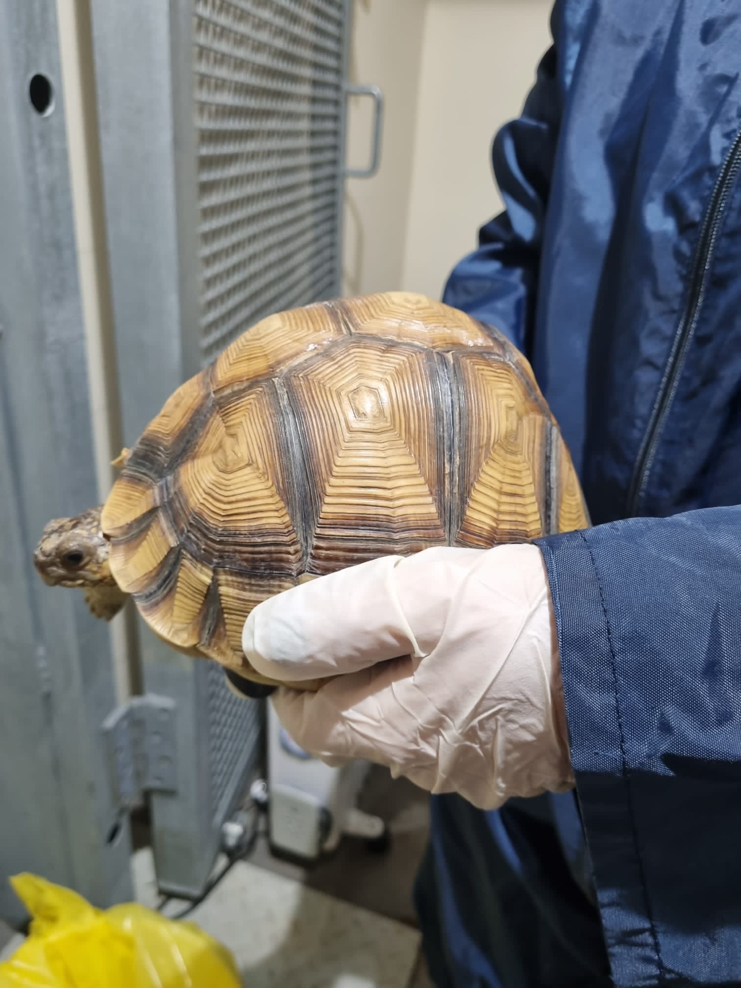 Rescuing one of the rarest animals in the world Ploughshare Tortoise ...