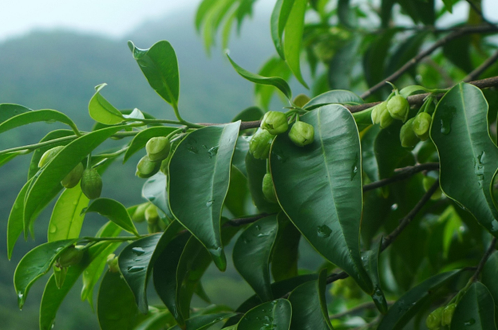 Conserving remaining young trees should be prioritised to facilitate ...
